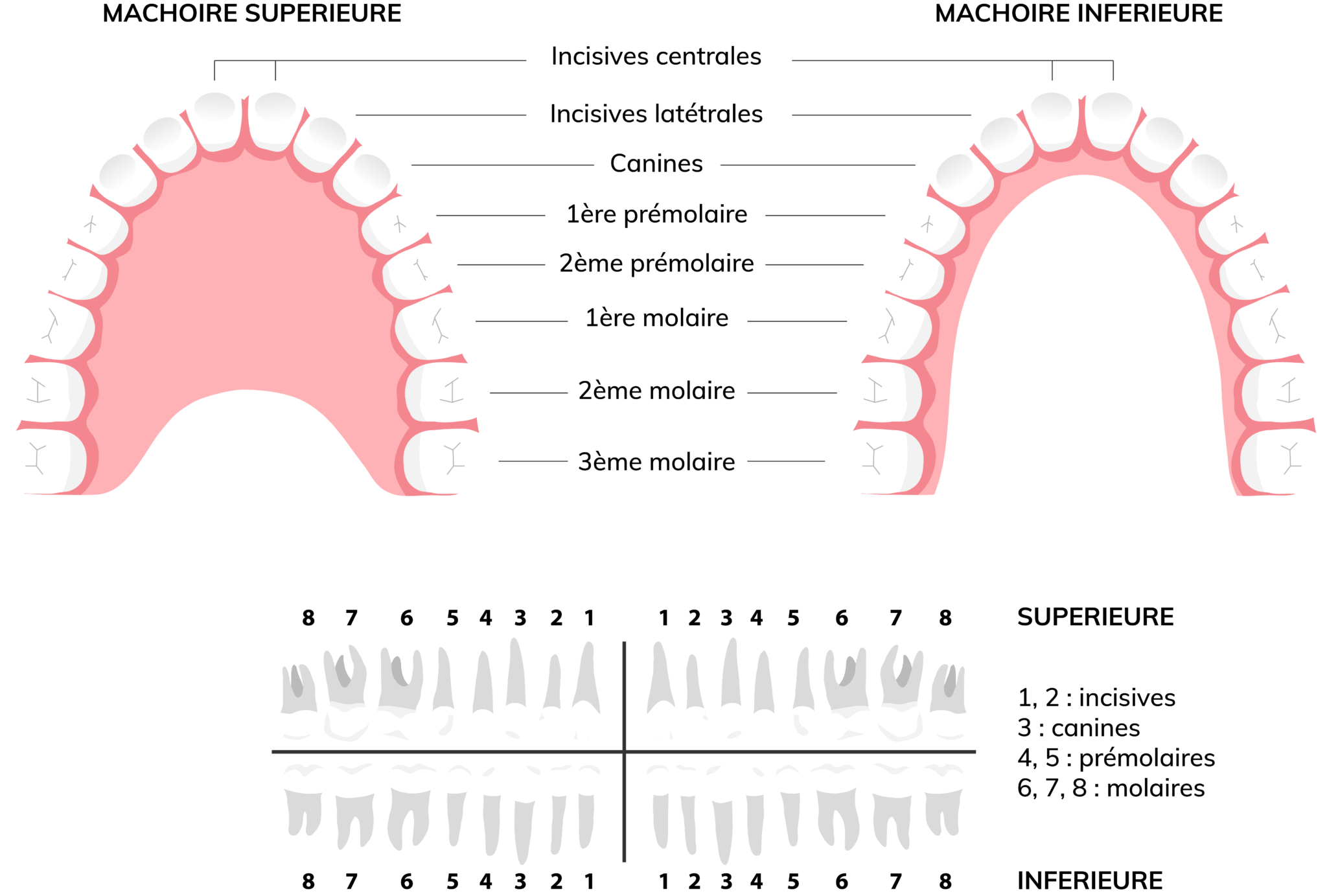 Anatomie de la dent – Cabinet dentaire D2L